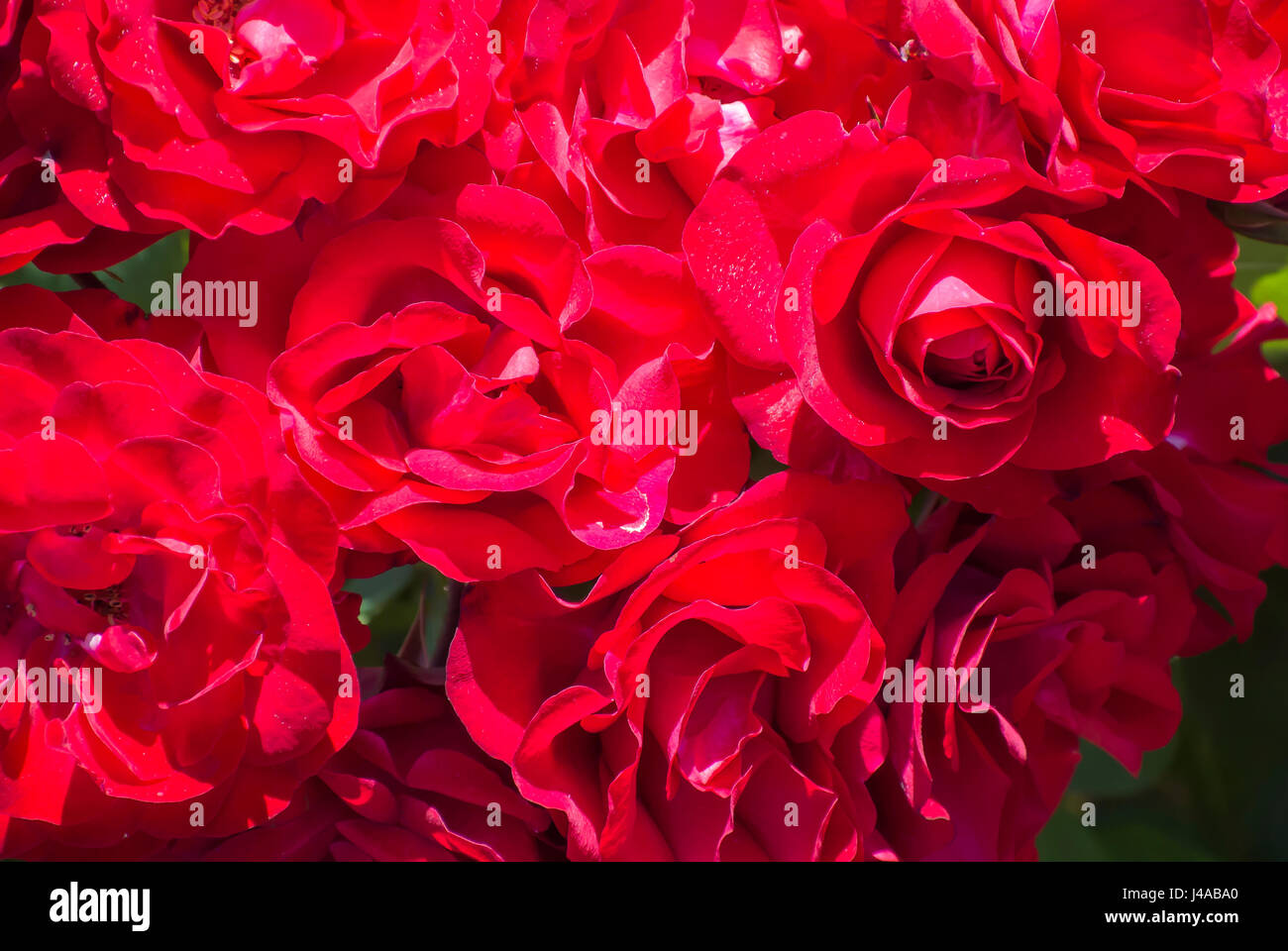 "Europeana" Roses in Bloom Stock Photo - Alamy