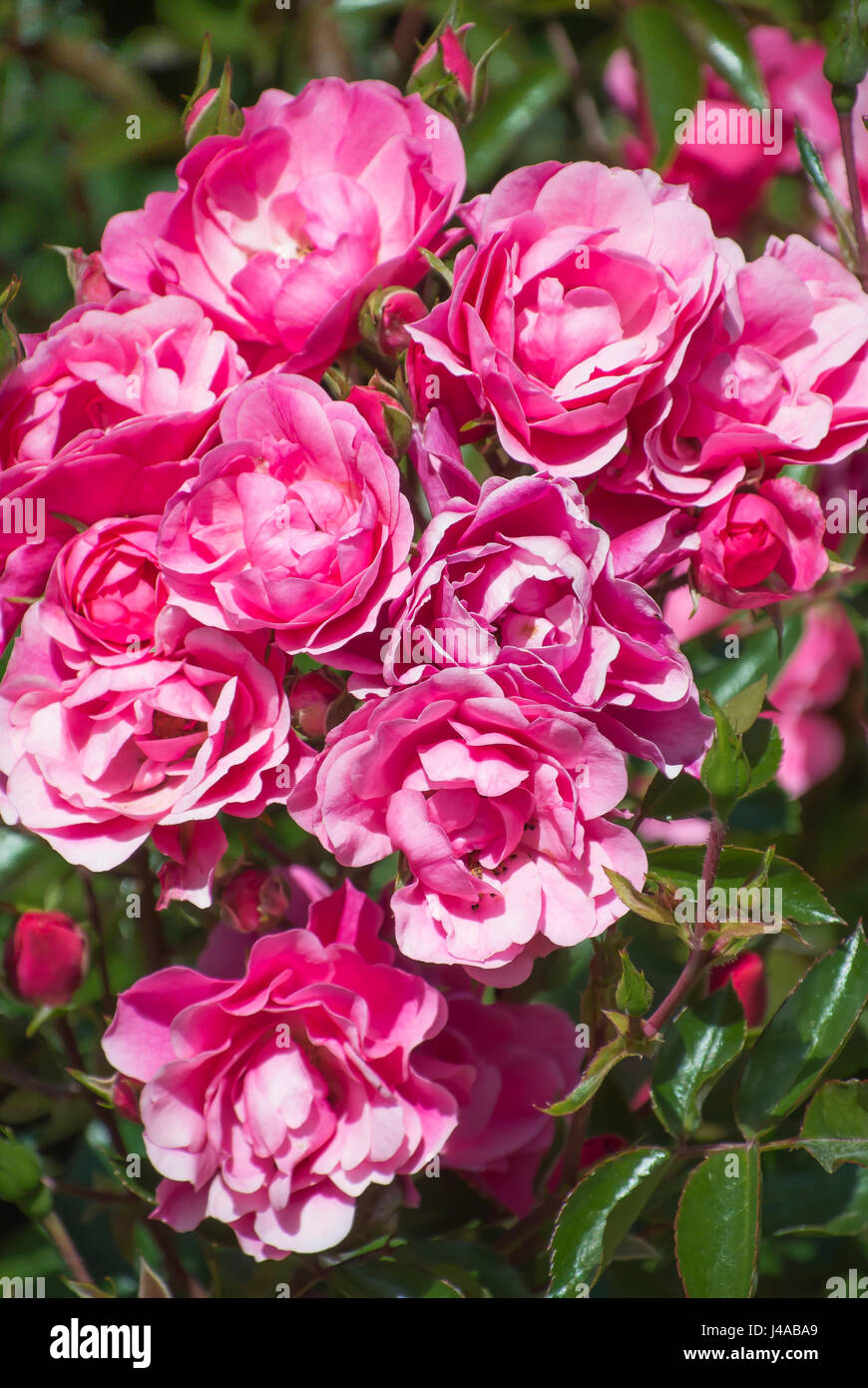 Smiles for miles hi-res stock photography and images - Alamy