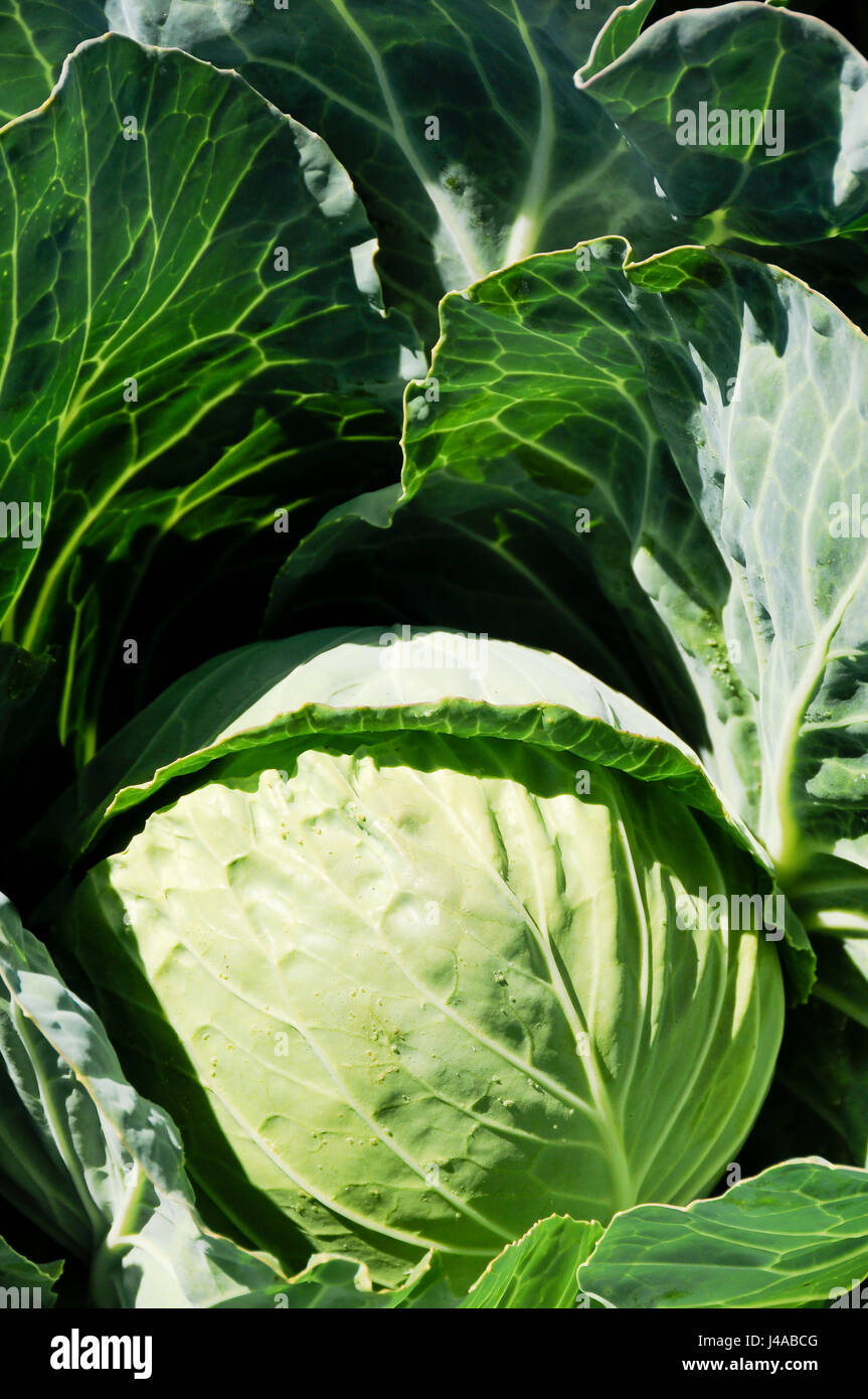 Part of the cabbage family hi-res stock photography and images - Alamy