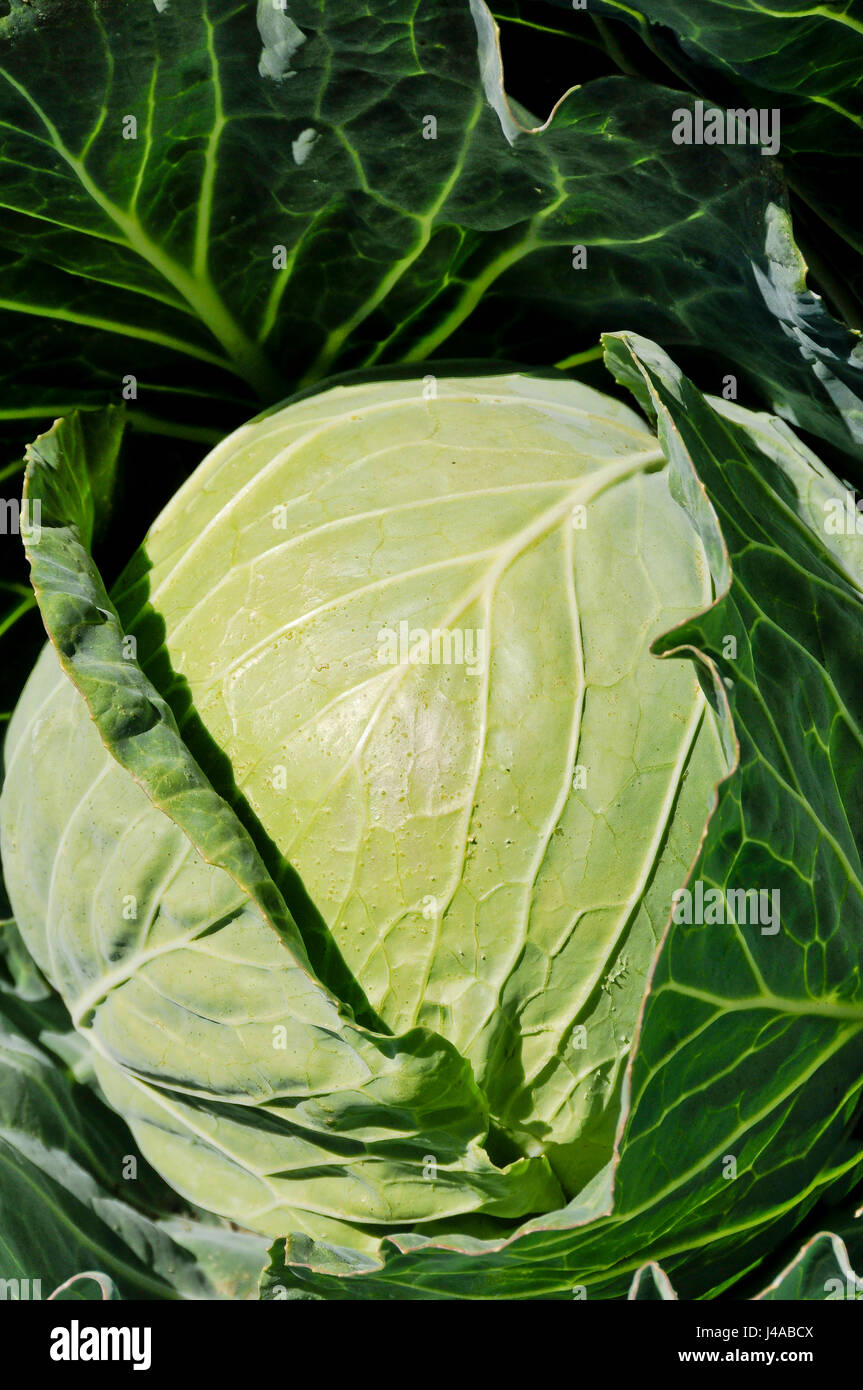 The cabbage family brassicaceae hi-res stock photography and images - Alamy