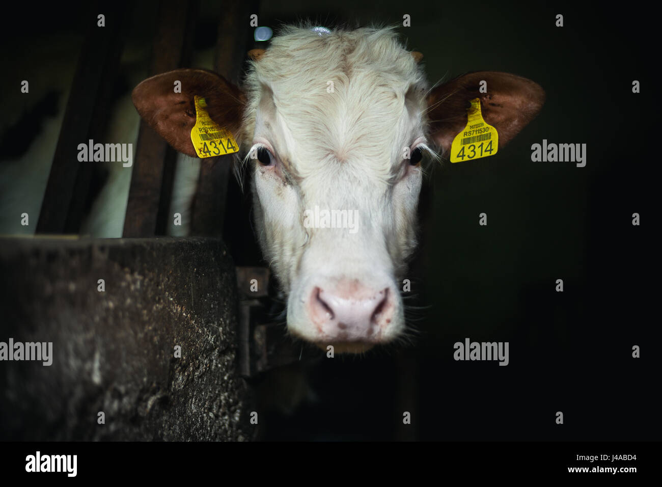 One interesting head of cow calf in stable Stock Photo - Alamy