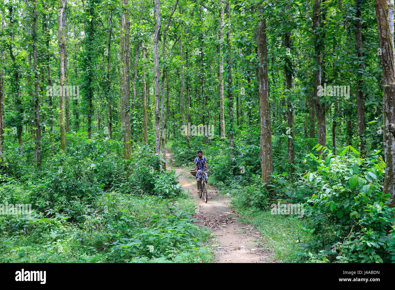 A man rides bicycle through the Madhupur forest. Tangail, Bangladesh ...