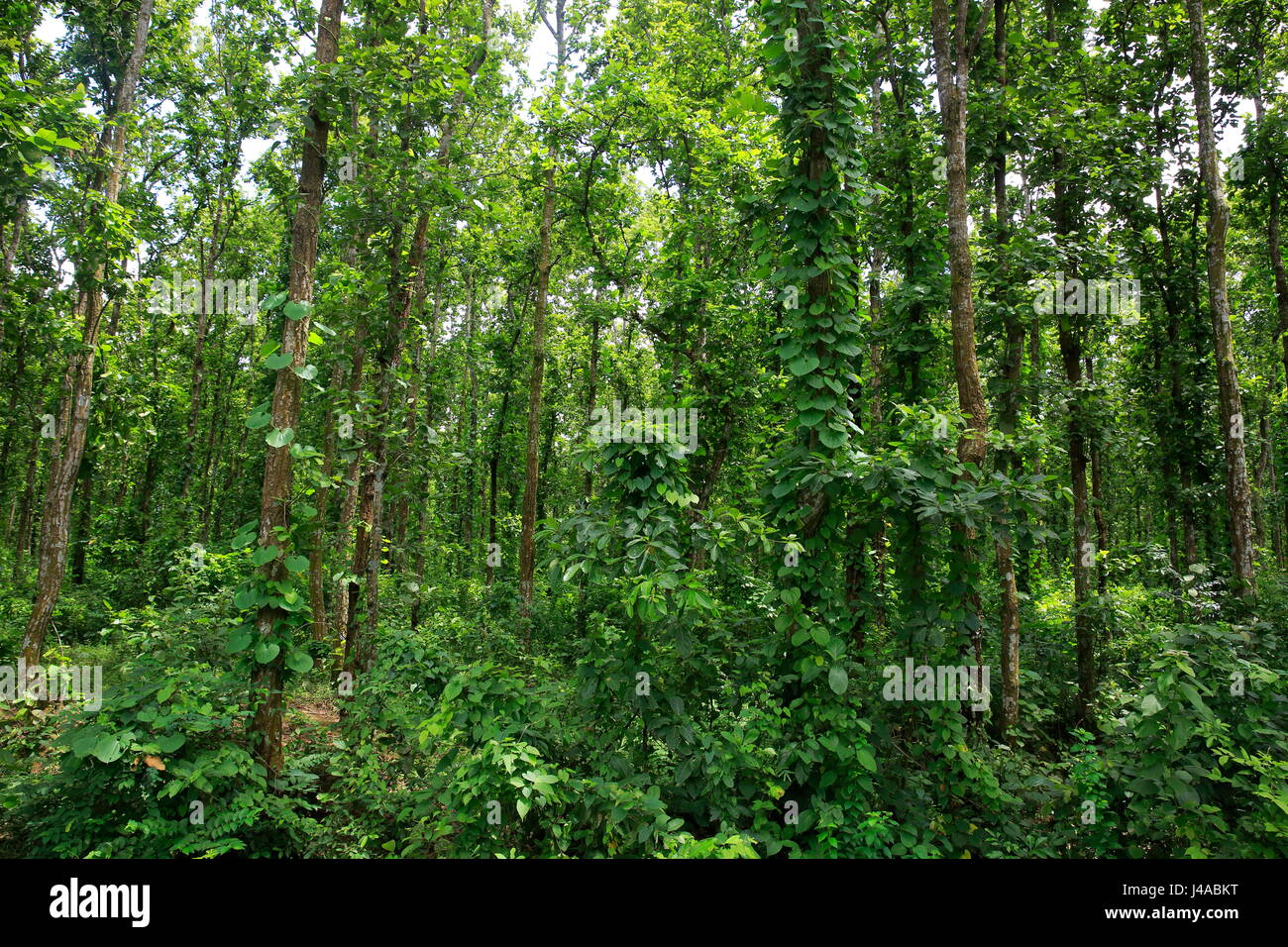 Bangladesh tangail village hi-res stock photography and images - Alamy