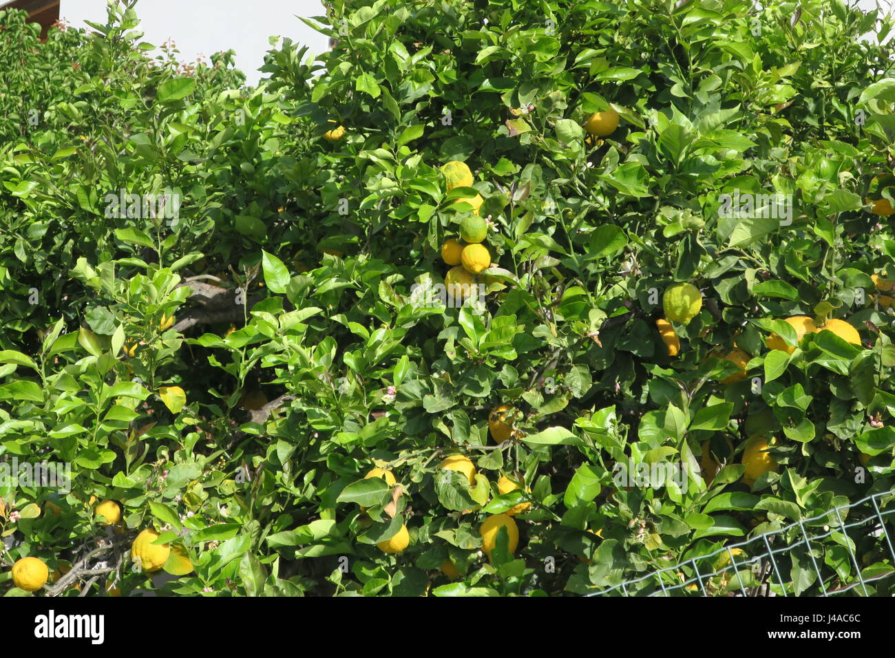 Lemons have lots of vitamine C, recommendable additive at nutrition ...