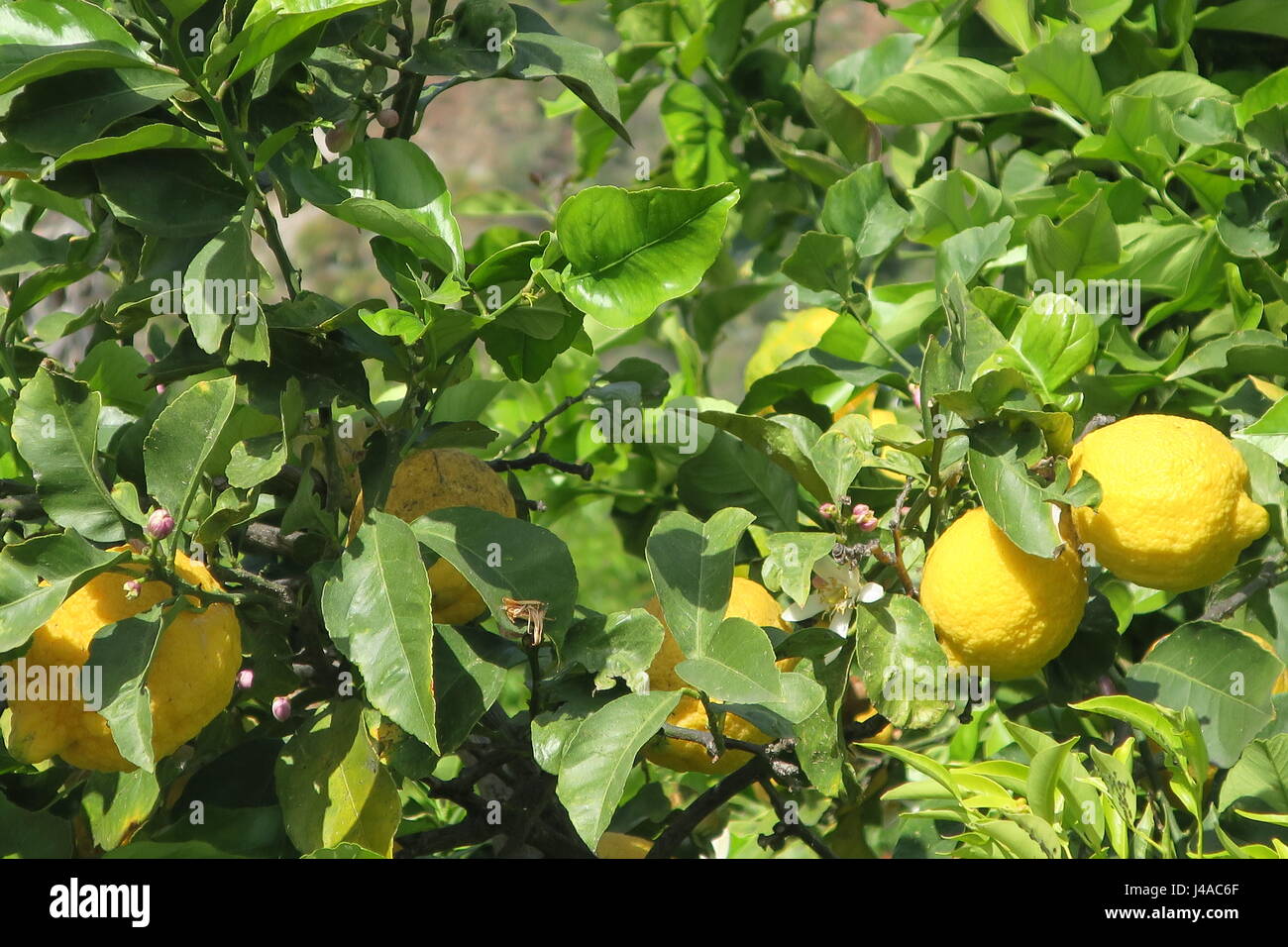 Lemons have lots of vitamine C, recommendable additive at nutrition ...