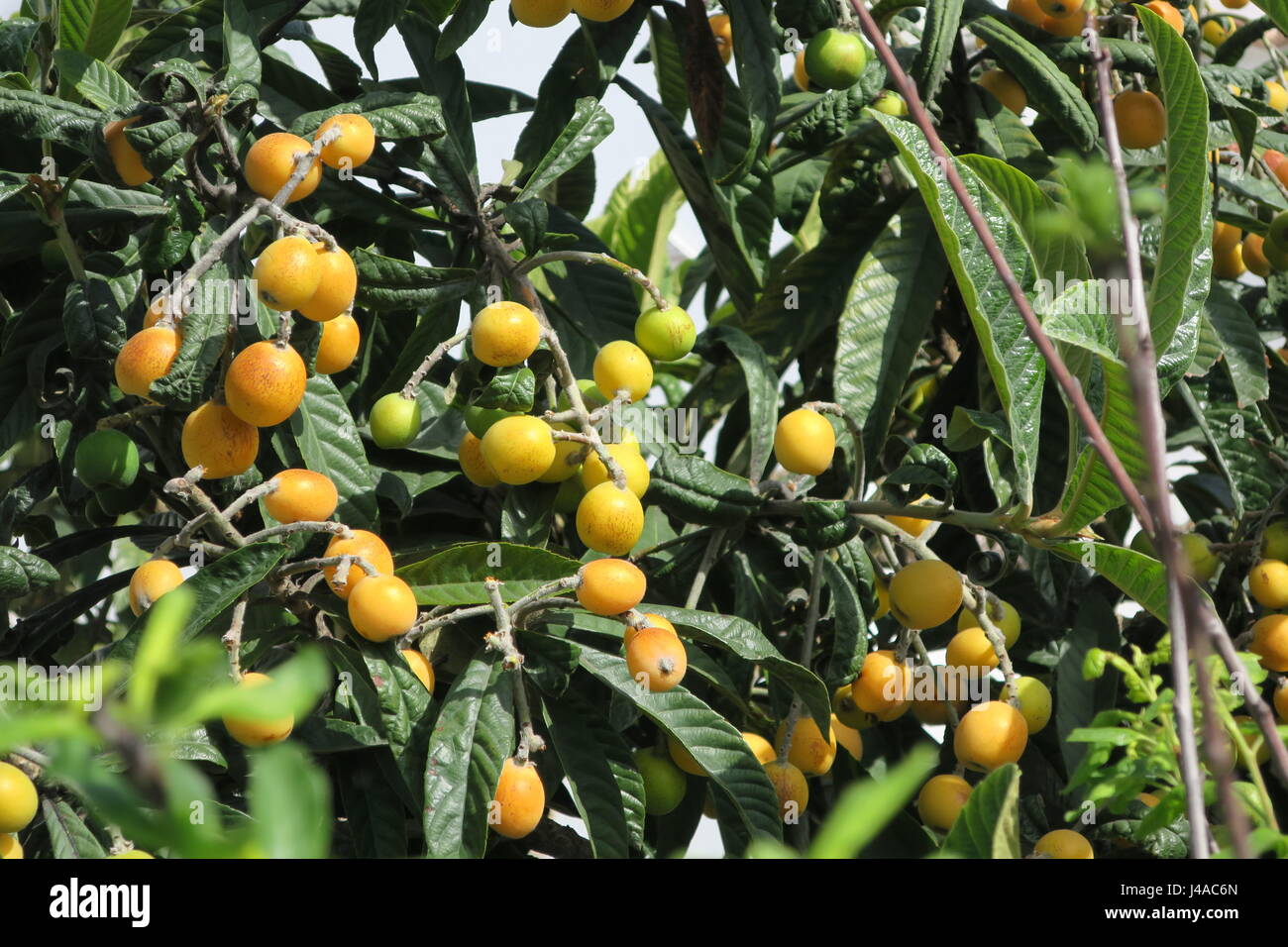 Loquat is a large evergreen shrub or small tree, with a rounded crown ...