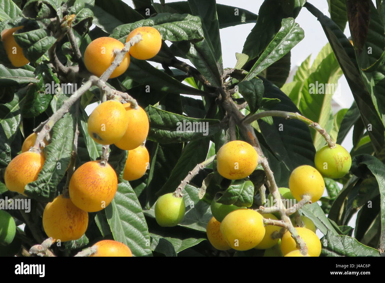 Loquat is a large evergreen shrub or small tree, with a rounded crown ...
