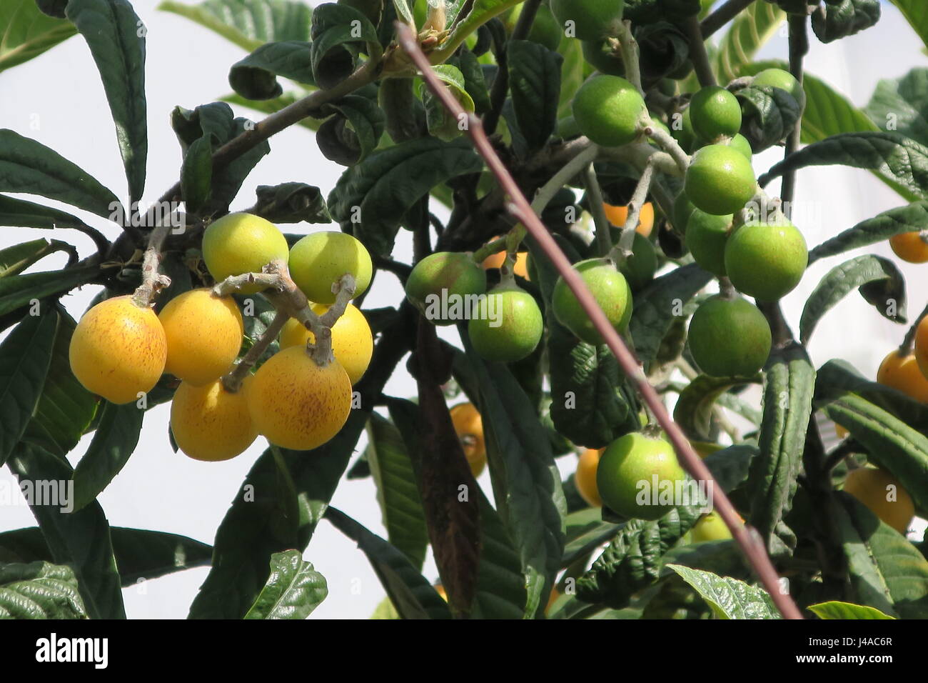 Loquat is a large evergreen shrub or small tree, with a rounded crown ...