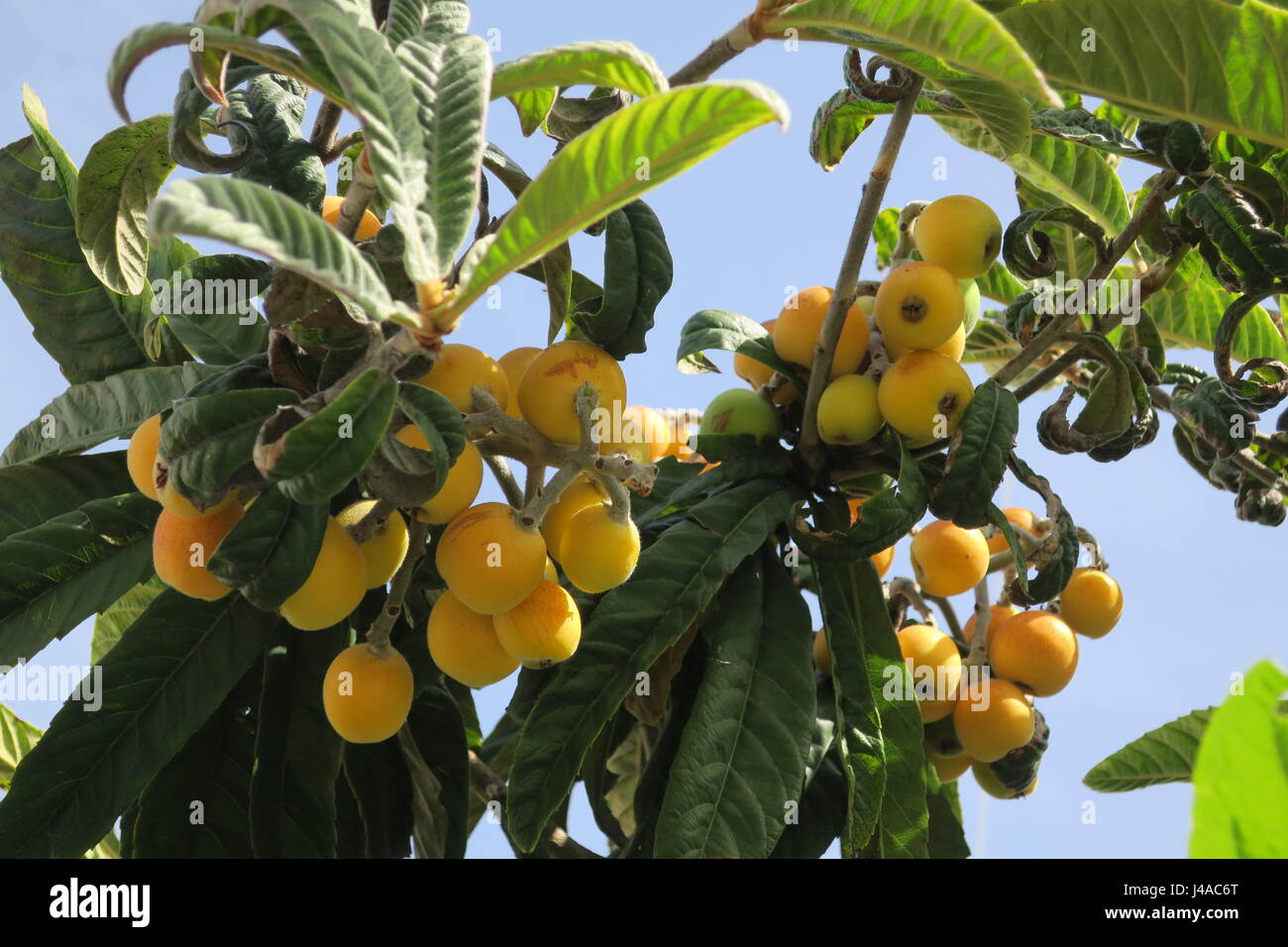 Loquat is a large evergreen shrub or small tree, with a rounded crown ...