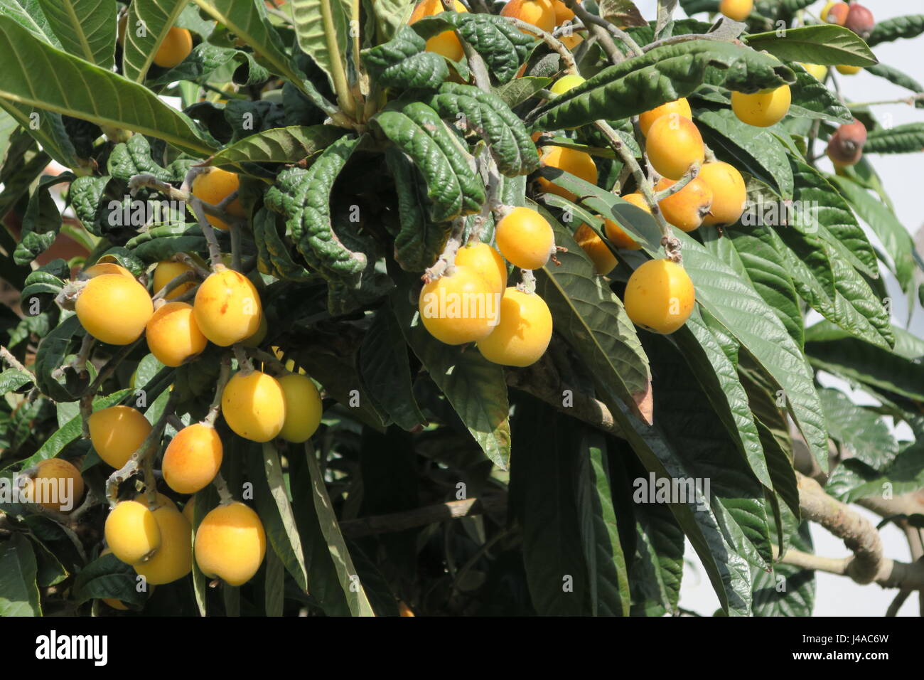 Loquat is a large evergreen shrub or small tree, with a rounded crown ...