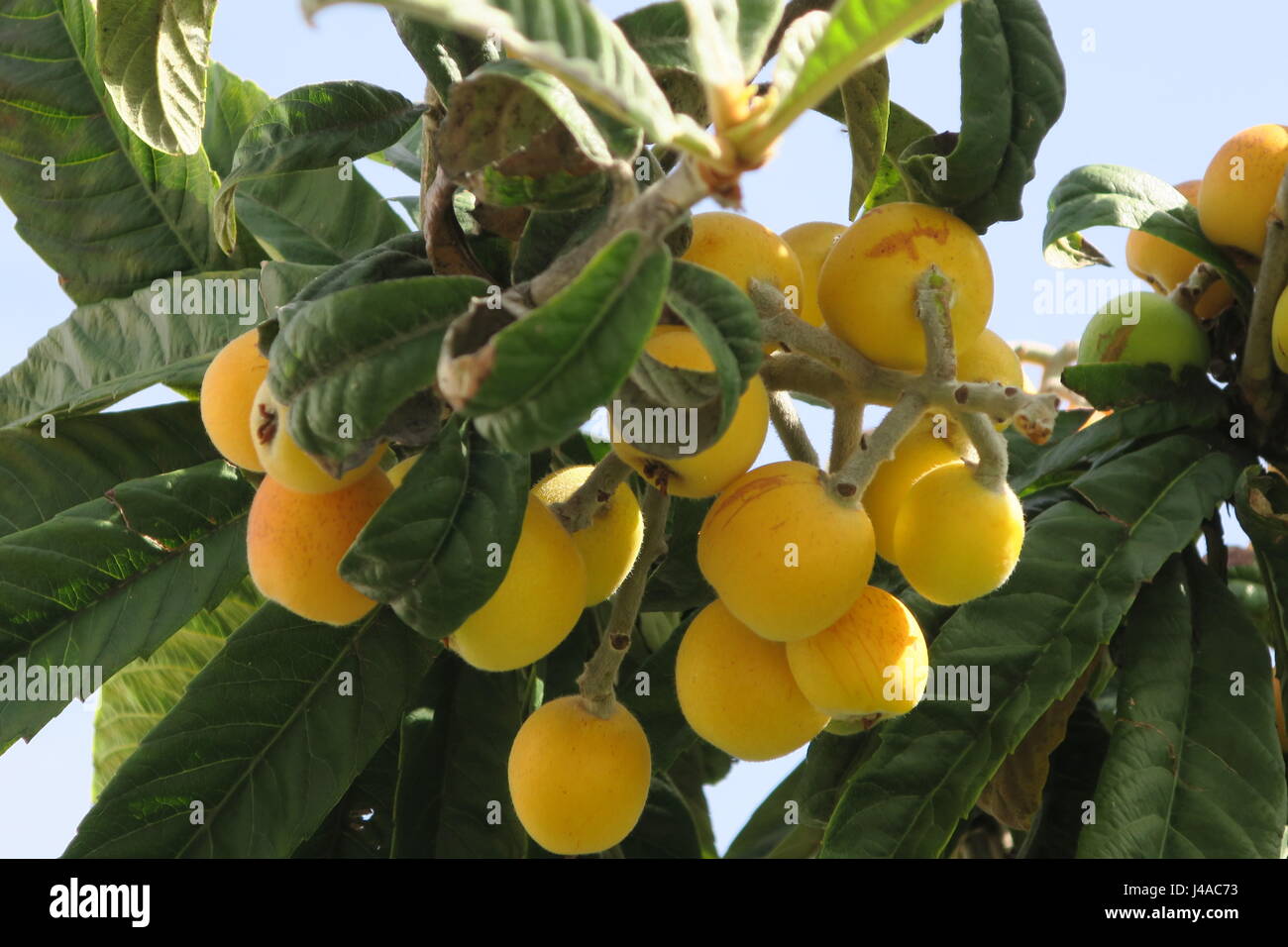Loquat is a large evergreen shrub or small tree, with a rounded crown ...