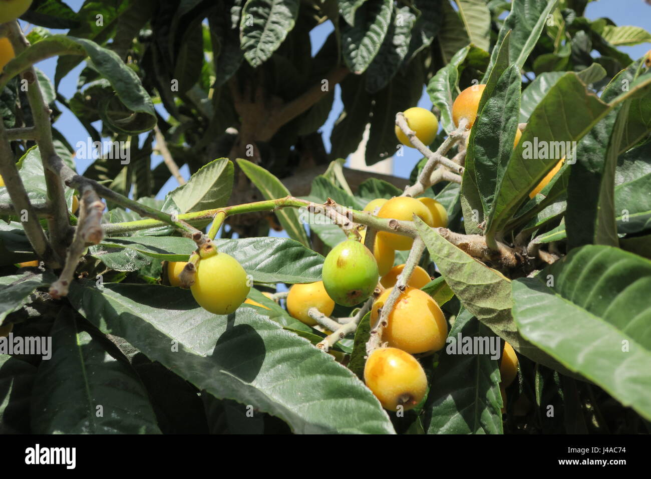 Loquat is a large evergreen shrub or small tree, with a rounded crown ...