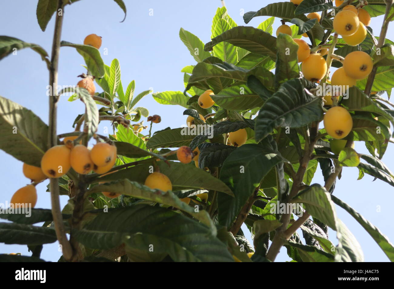 Loquat is a large evergreen shrub or small tree, with a rounded crown ...
