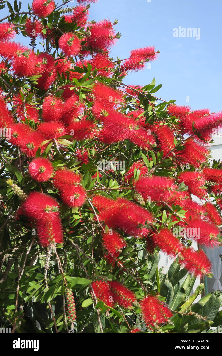 Callistemon species are referred to as bottlebrushes because of their ...