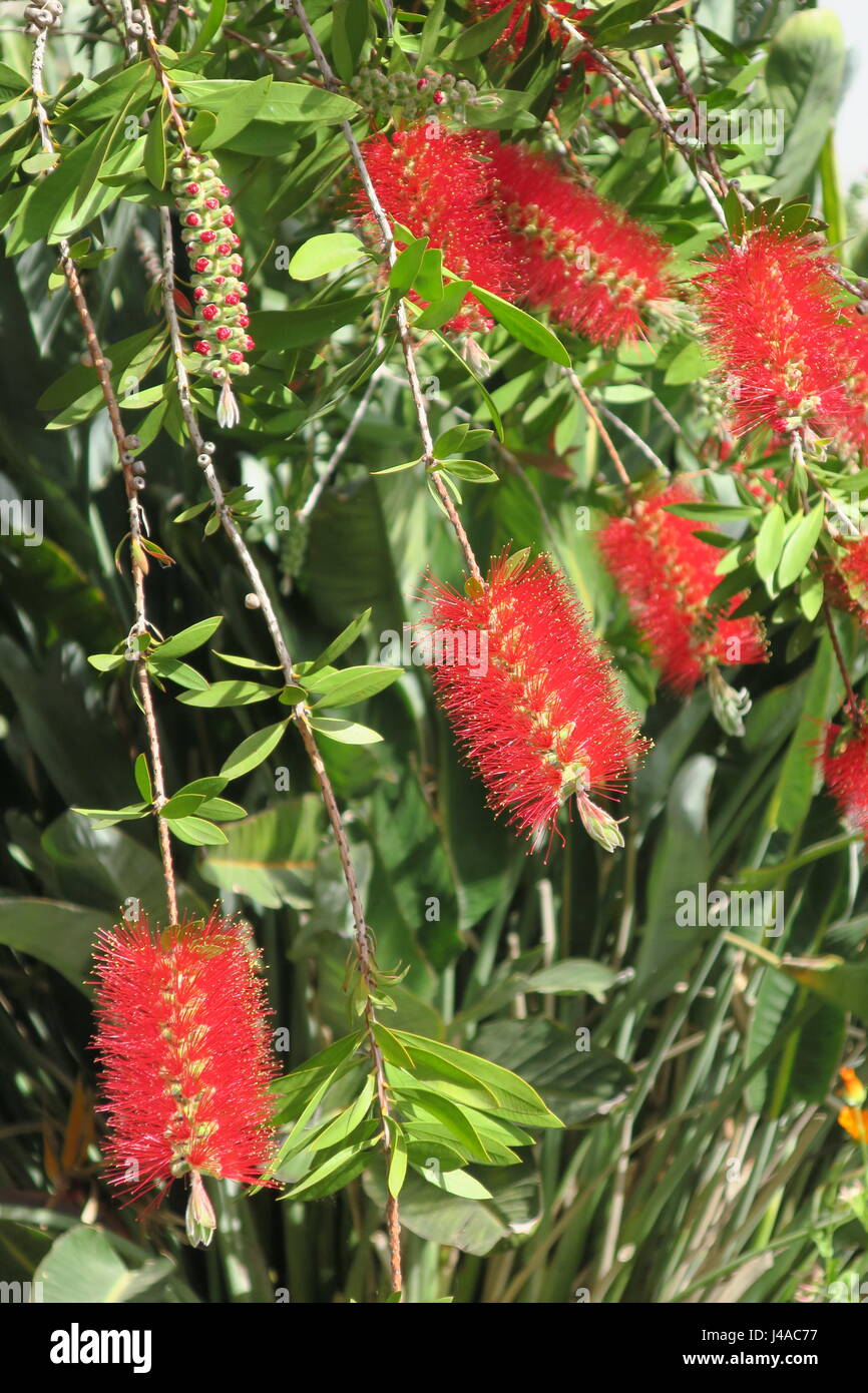 Callistemon species are referred to as bottlebrushes because of their ...