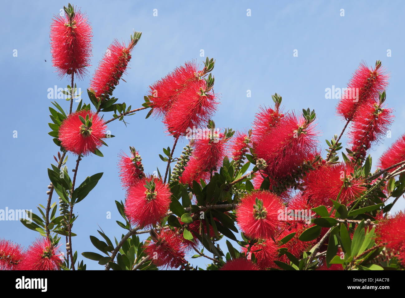 Callistemon species are referred to as bottlebrushes because of their ...