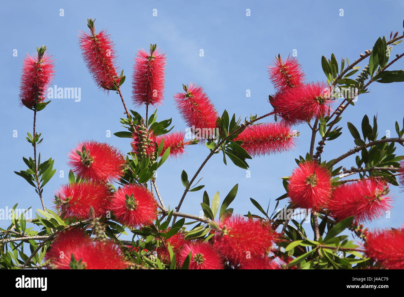 Callistemon species are referred to as bottlebrushes because of their ...