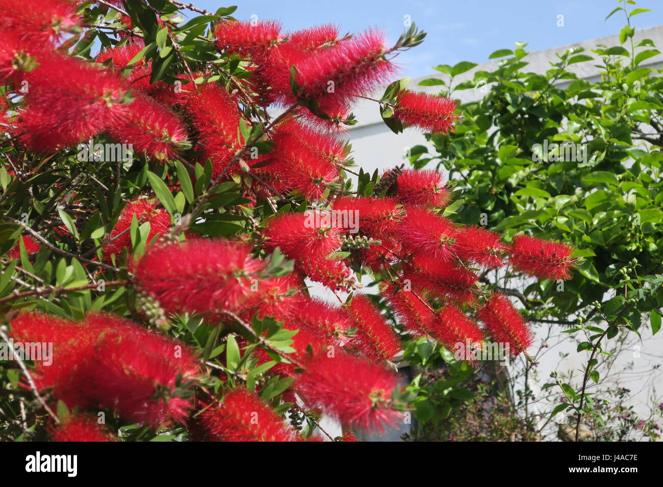 Callistemon species are referred to as bottlebrushes because of their ...