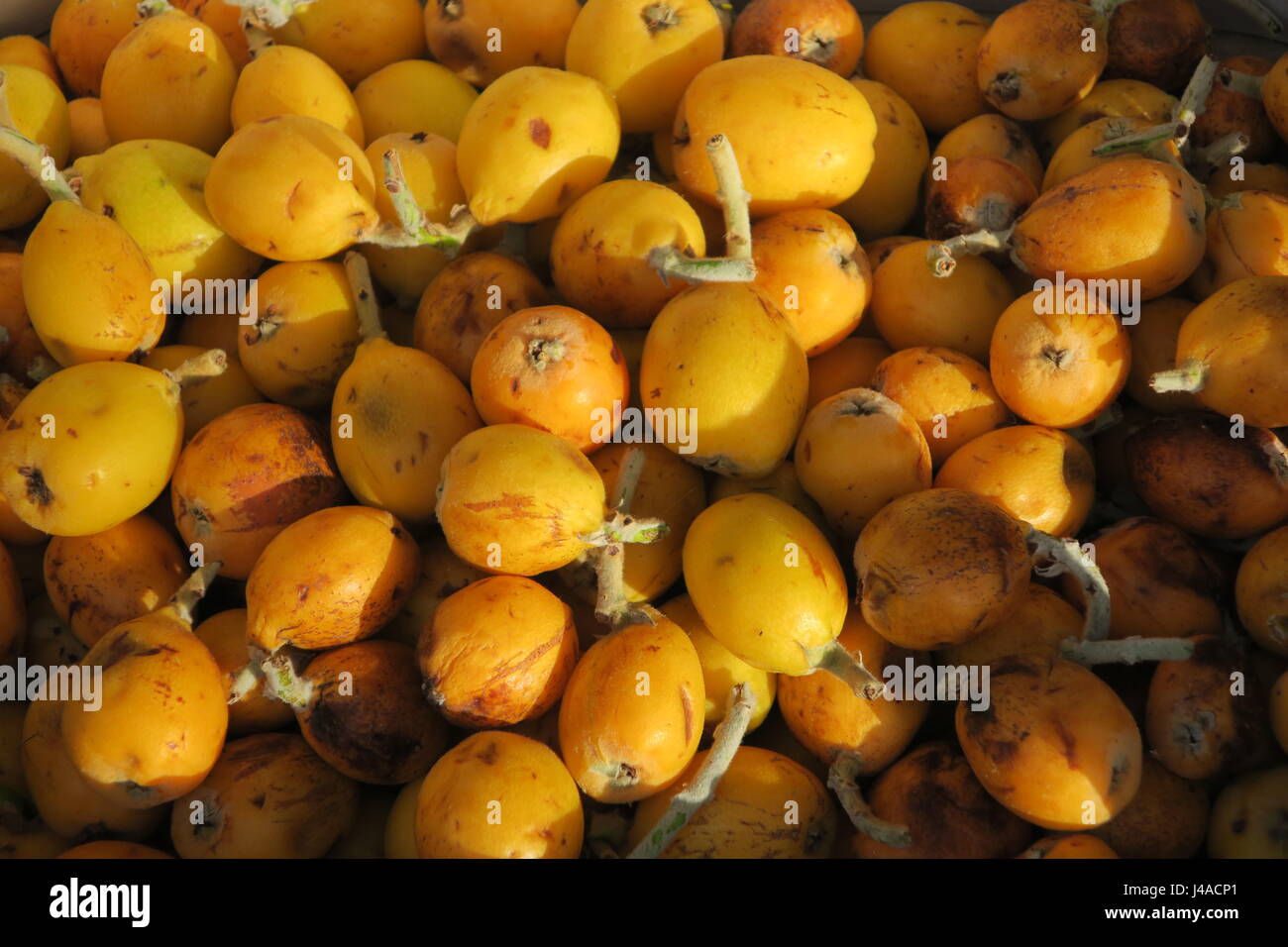 Loquat is a large evergreen shrub or small tree, with a rounded crown ...