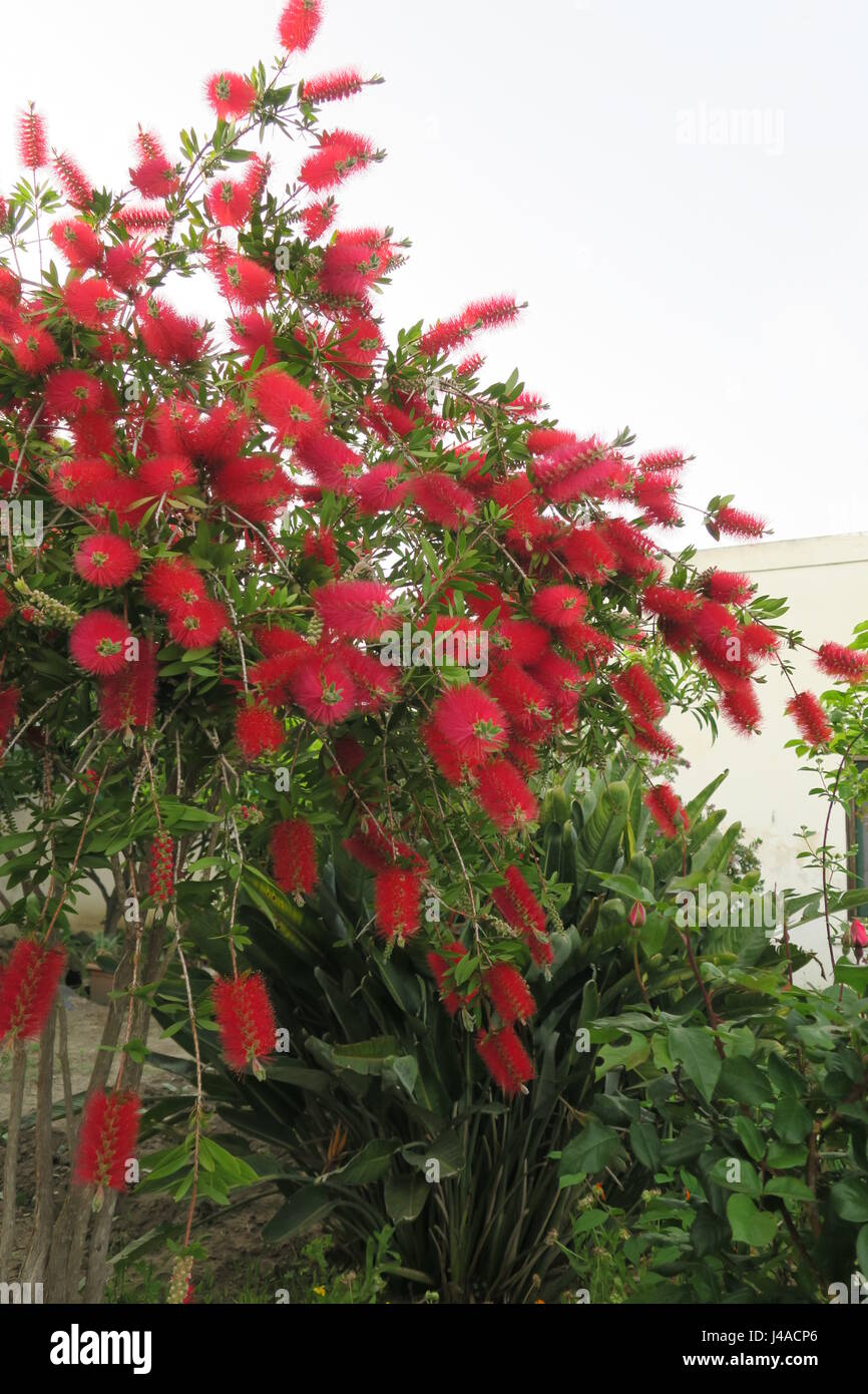 Callistemon species are referred to as bottlebrushes because of their ...