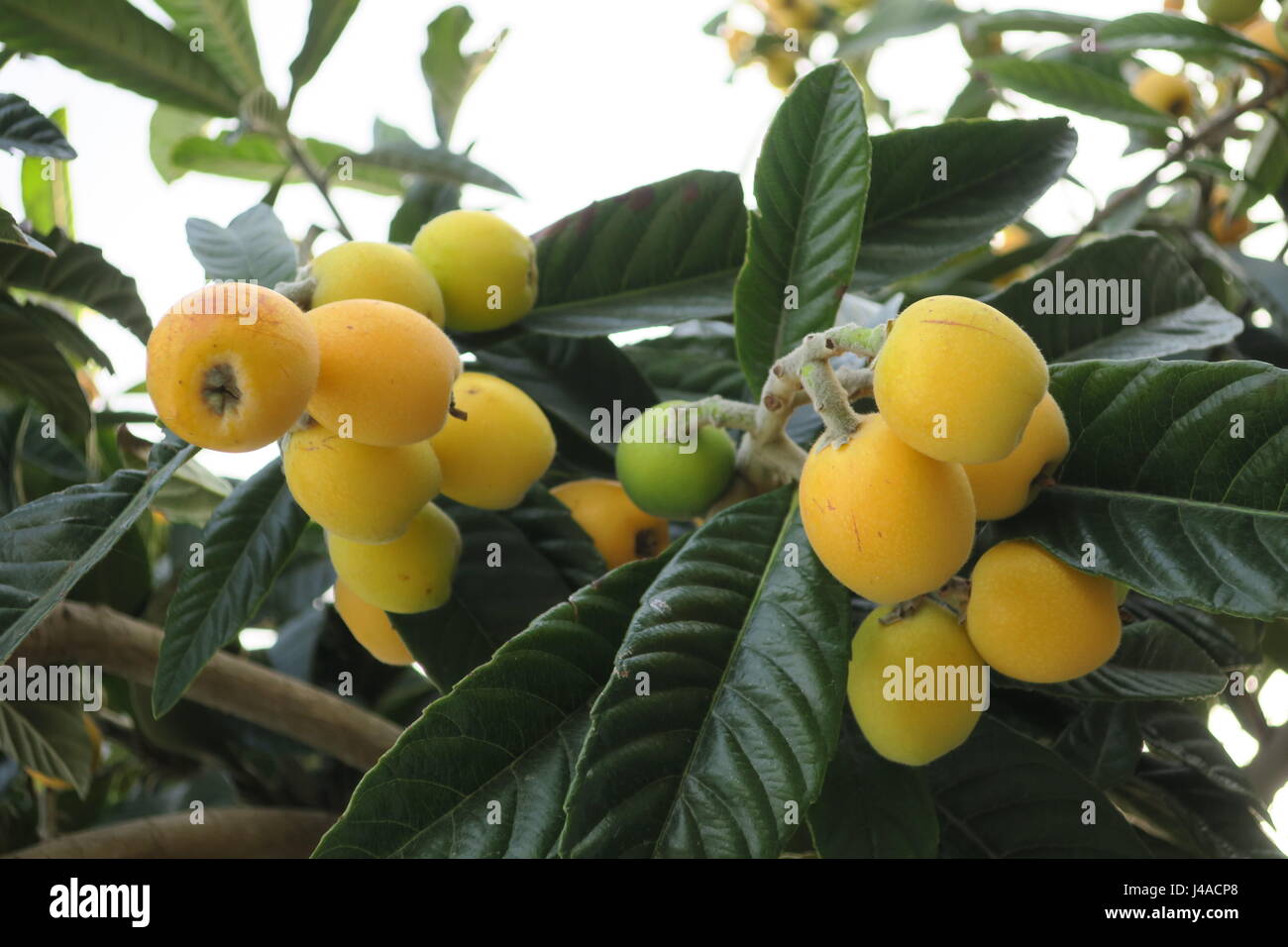 Loquat is a large evergreen shrub or small tree, with a rounded crown ...