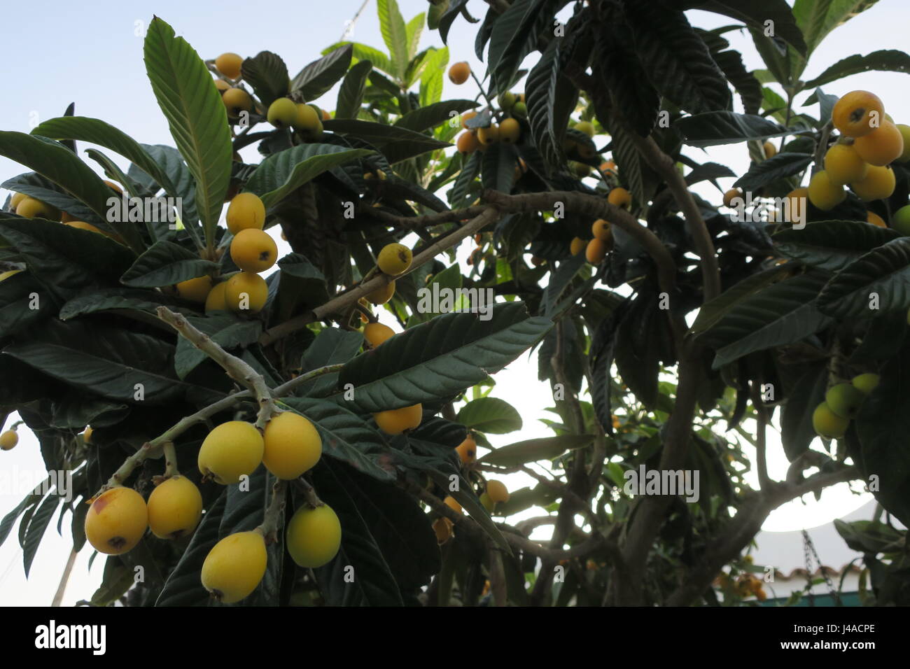 Loquat is a large evergreen shrub or small tree, with a rounded crown ...