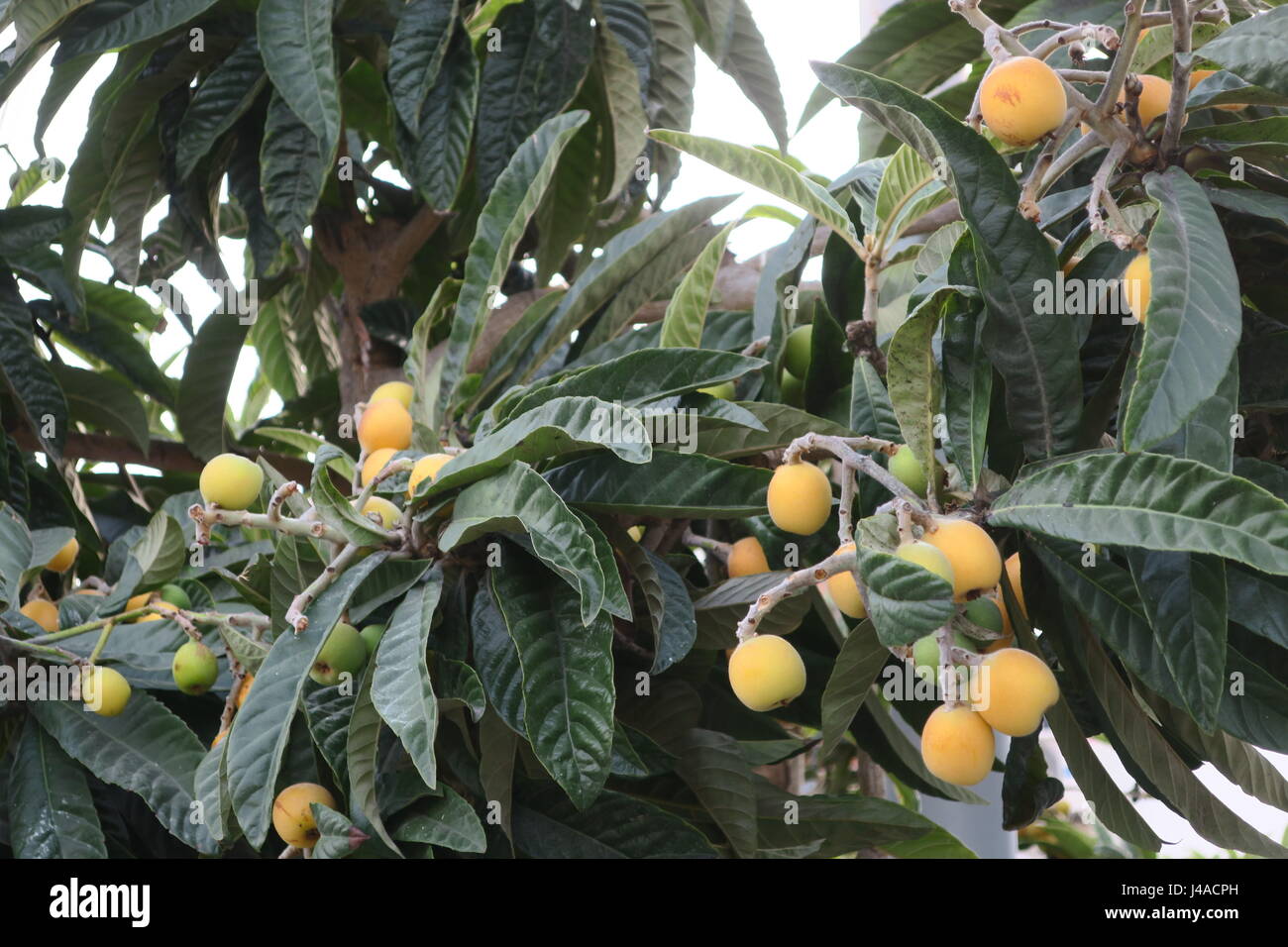 Loquat is a large evergreen shrub or small tree, with a rounded crown ...