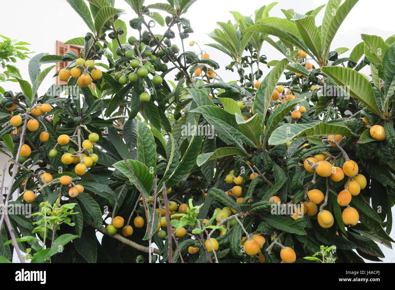 Loquat is a large evergreen shrub or small tree, with a rounded crown ...