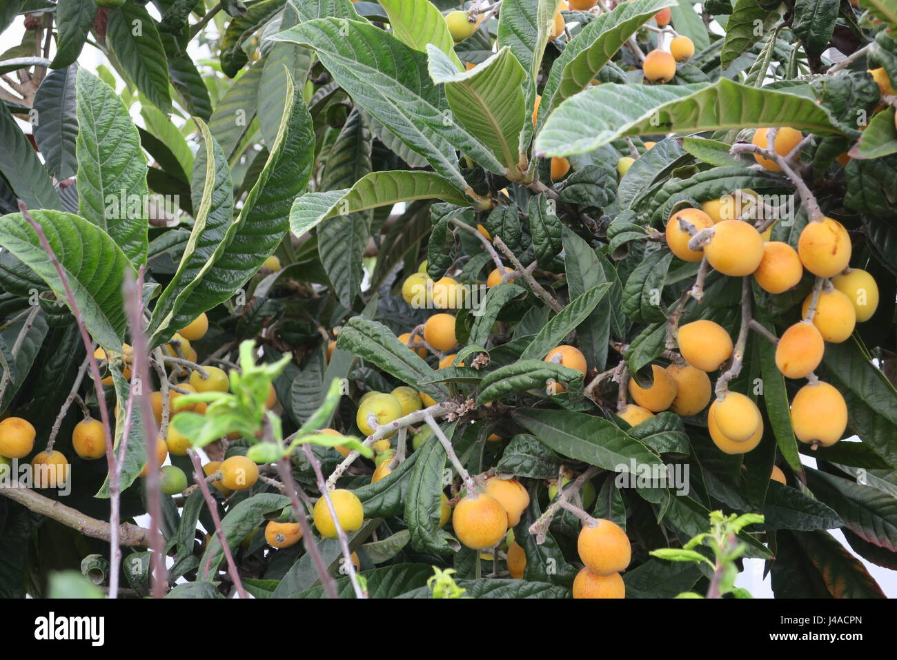 Loquat is a large evergreen shrub or small tree, with a rounded crown ...