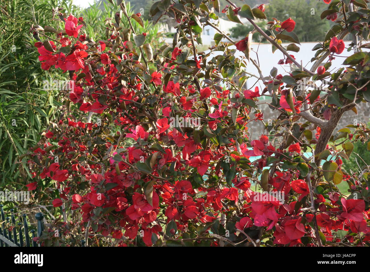 Bougainvillea is a genus of thorny ornamental vines, bushes, and trees ...