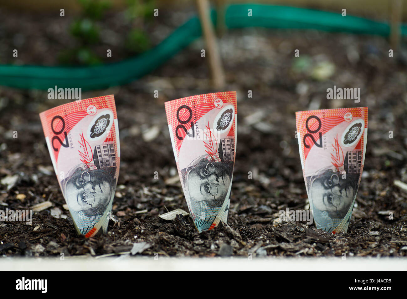 Aud tree hi-res stock photography and images - Alamy