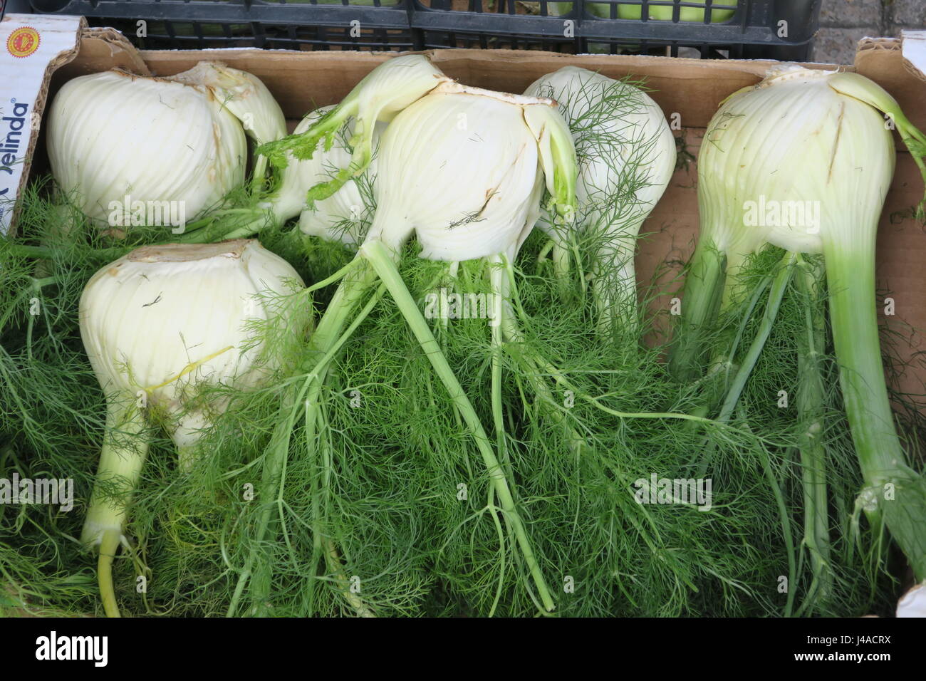 Perenial fennel hi-res stock photography and images - Alamy