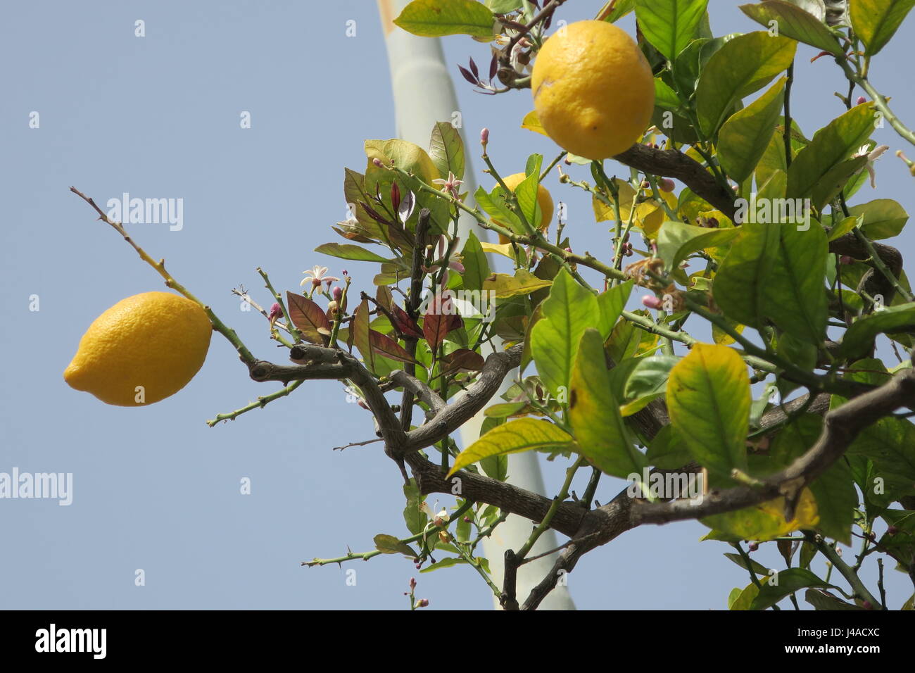 Lemons have lots of vitamine C, recommendable additive at nutrition ...