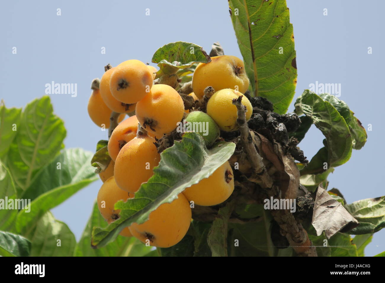 Loquat is a large evergreen shrub or small tree, with a rounded crown ...