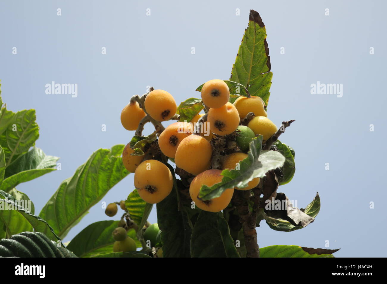 Loquat is a large evergreen shrub or small tree, with a rounded crown ...