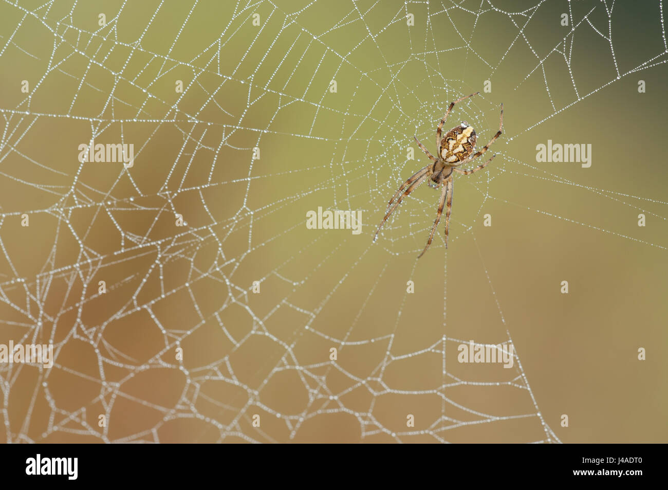 spider in cobweb - Neoscona adianta Stock Photo - Alamy