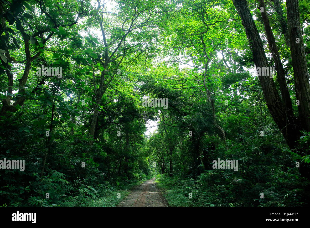 Beauty of tangail hi-res stock photography and images - Alamy