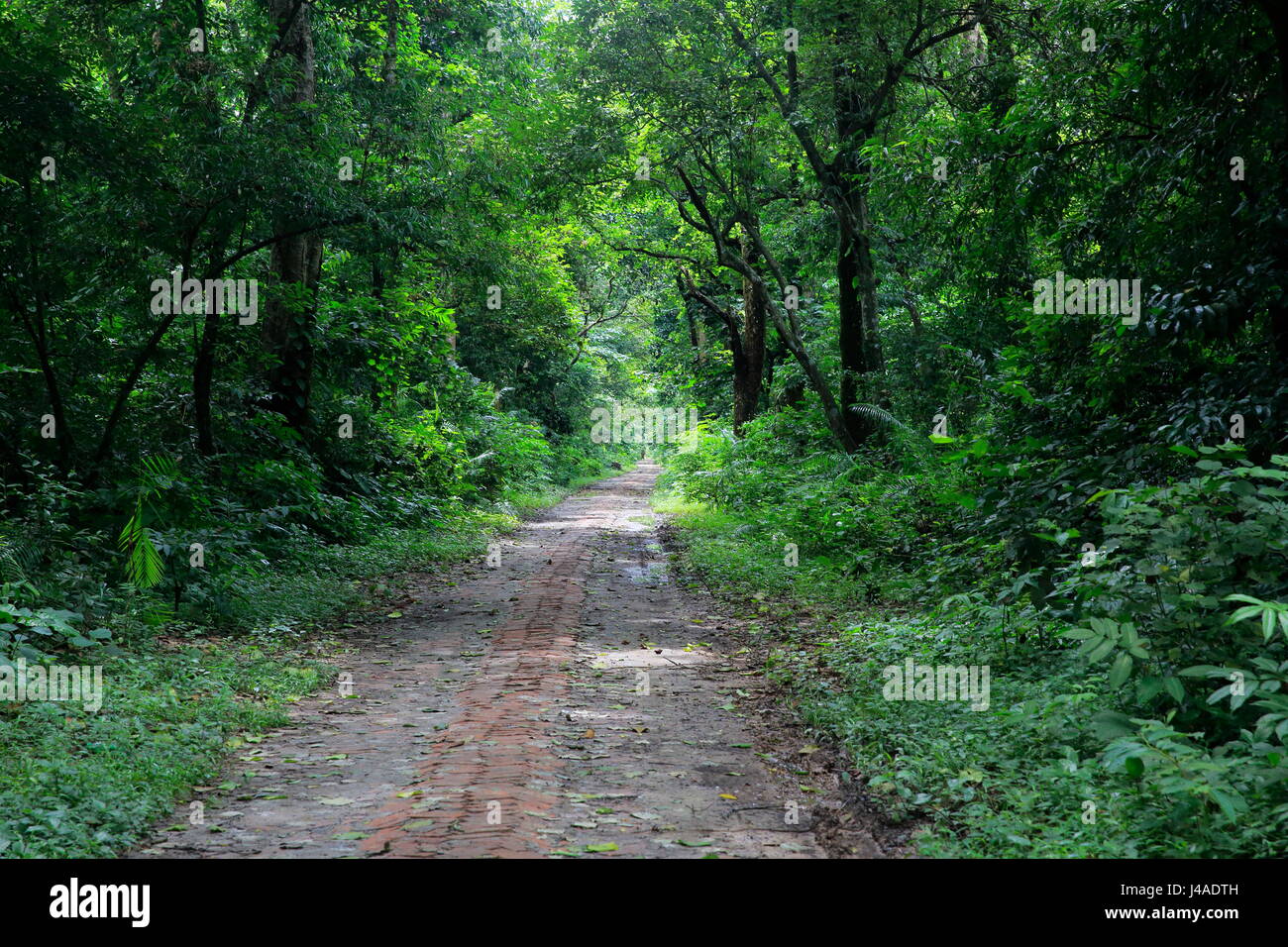View of the the Madhupur forest. Tangail, Bangladesh Stock Photo - Alamy