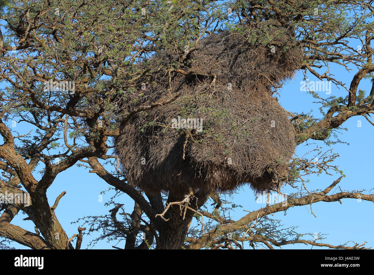 Sociable Weaver nests in a thorn tree in Africa Stock Photo - Alamy
