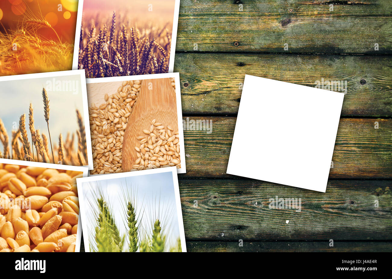 Wheat grains farming in agriculture photo collage, collection of photos ...