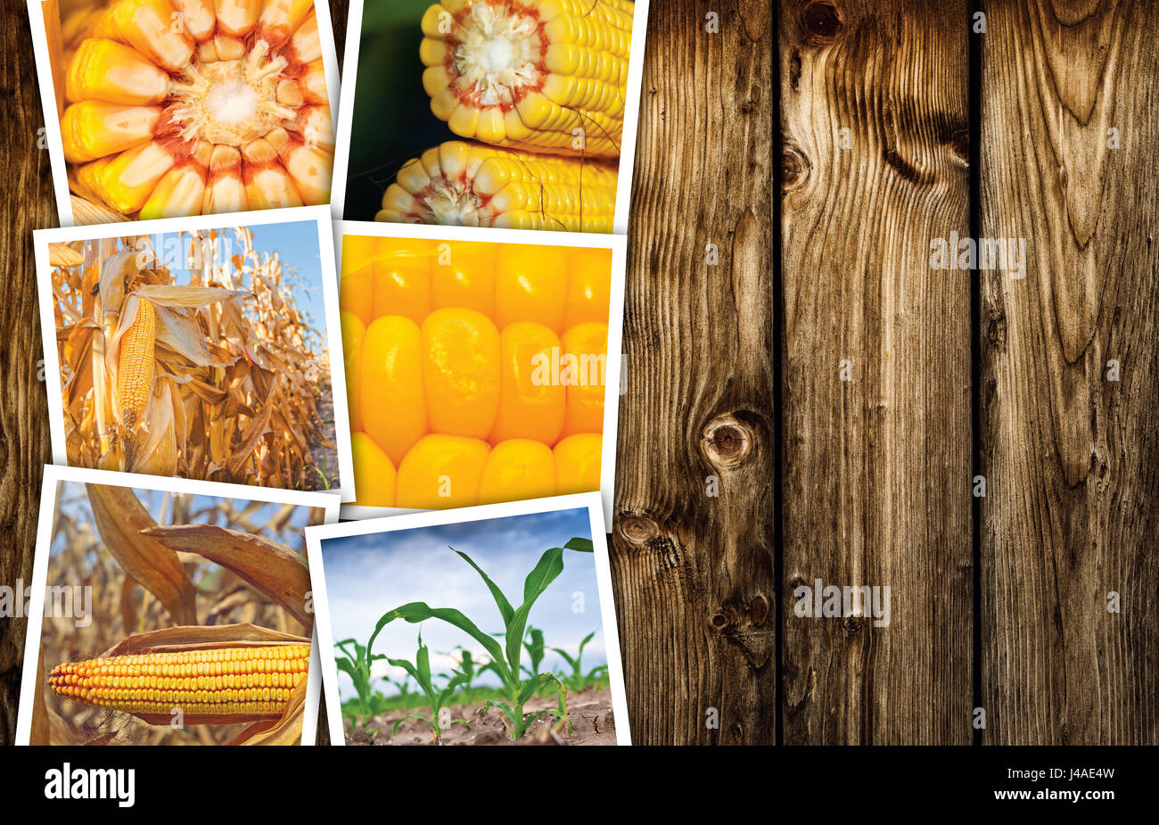 Photo collage of corn maize in agriculture, wooden background as copy ...