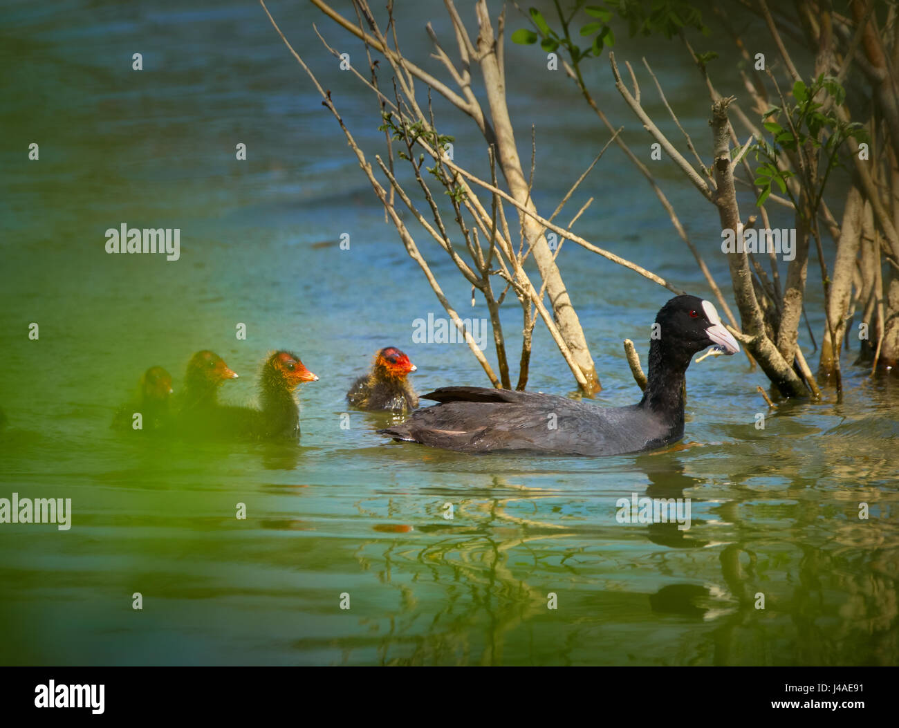Family of coots (mother and babies) near the nest Stock Photo - Alamy