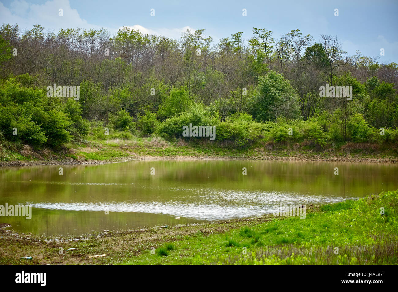 A marsh lake surrounded by bushes and trees Stock Photo - Alamy