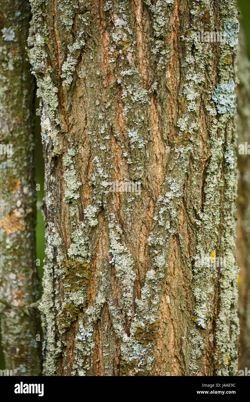 Closeup image of a hornbeam tree bark Stock Photo - Alamy