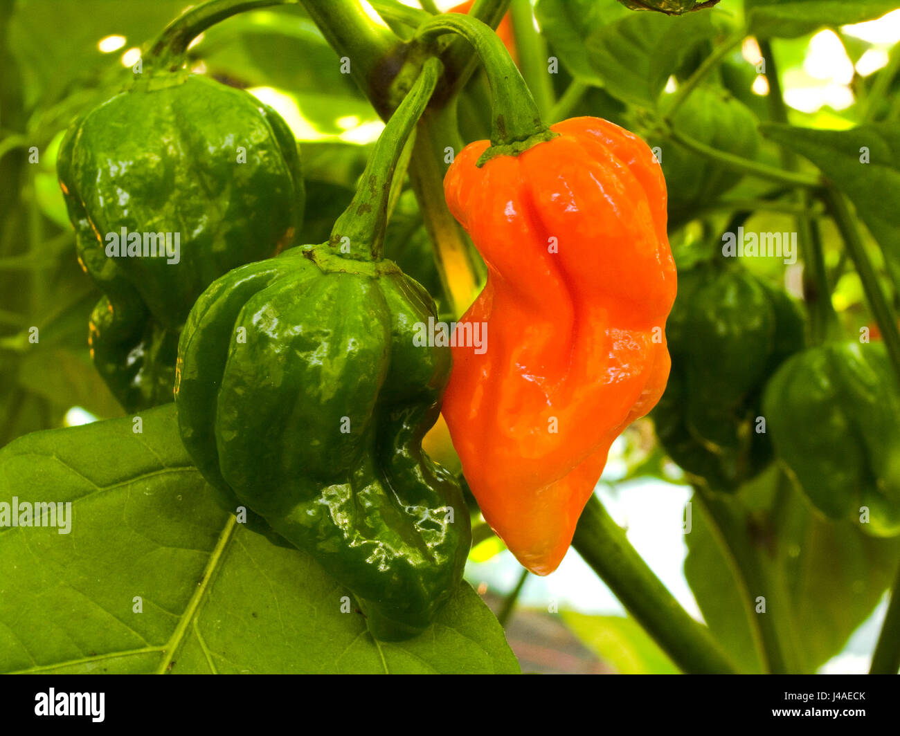 Trinidad Scorpion Chilli High Resolution Stock Photography and Images ...