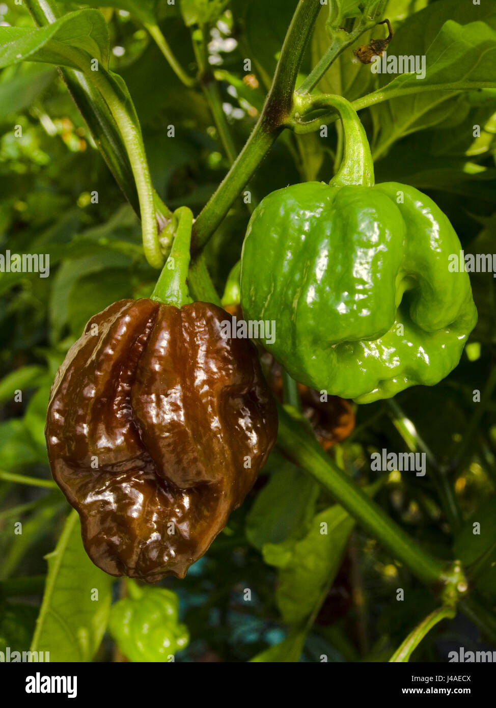 Congo Black Chili Stock Photo - Alamy