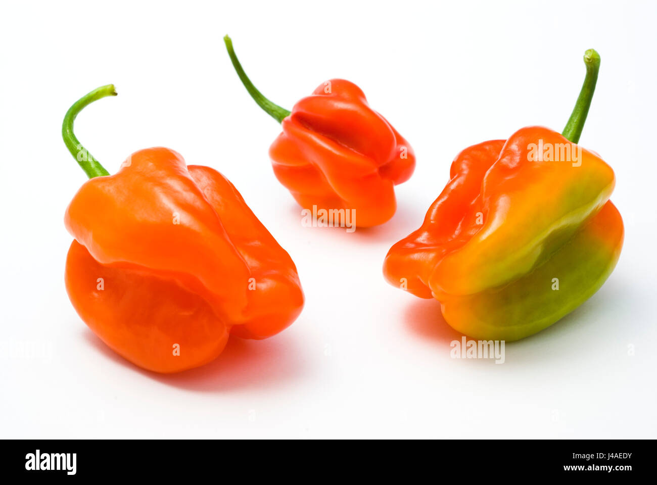 Scotch Bonnet Chili Stock Photo - Alamy