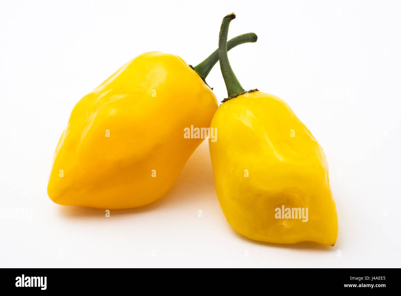 Yellow Habanero Chili Stock Photo - Alamy