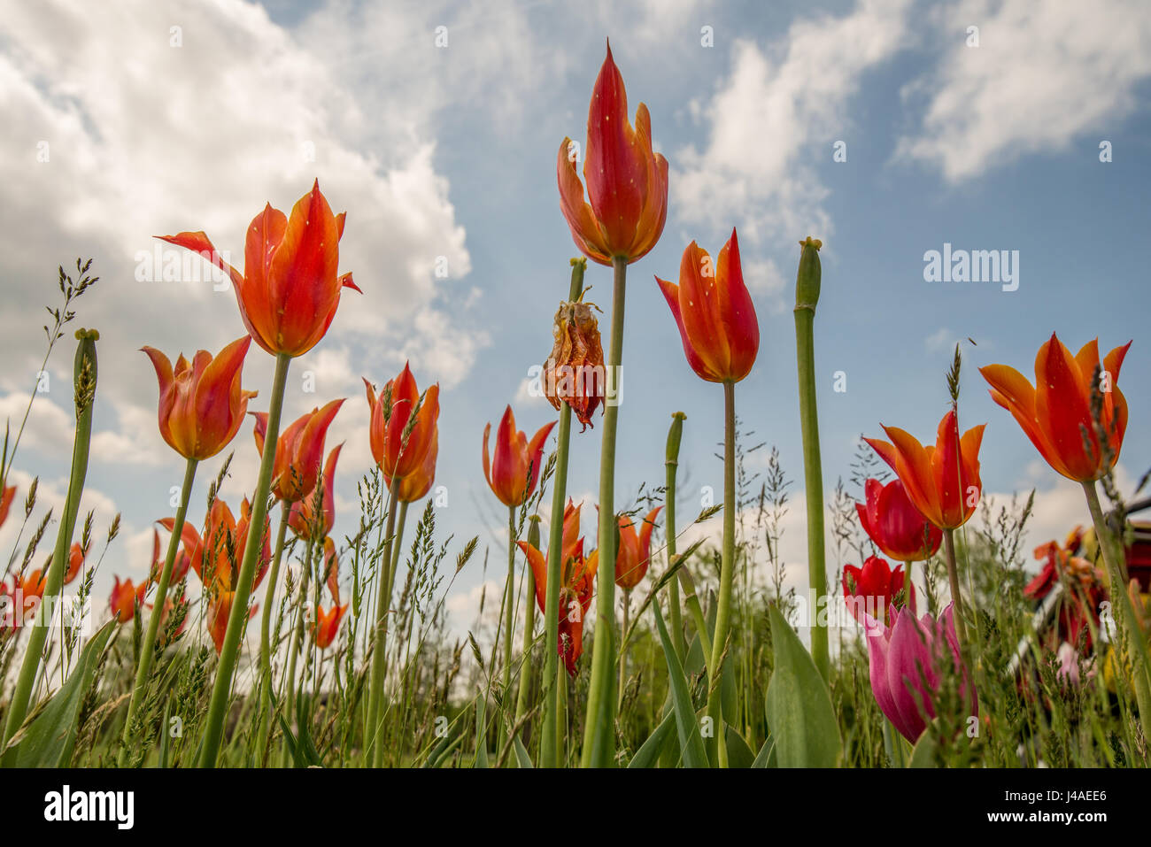 Tulips in nature hi-res stock photography and images - Alamy