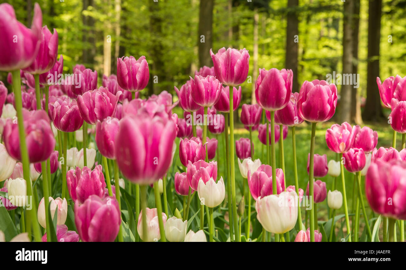 Fresh blooming tulips in nature park during spring time Stock Photo - Alamy